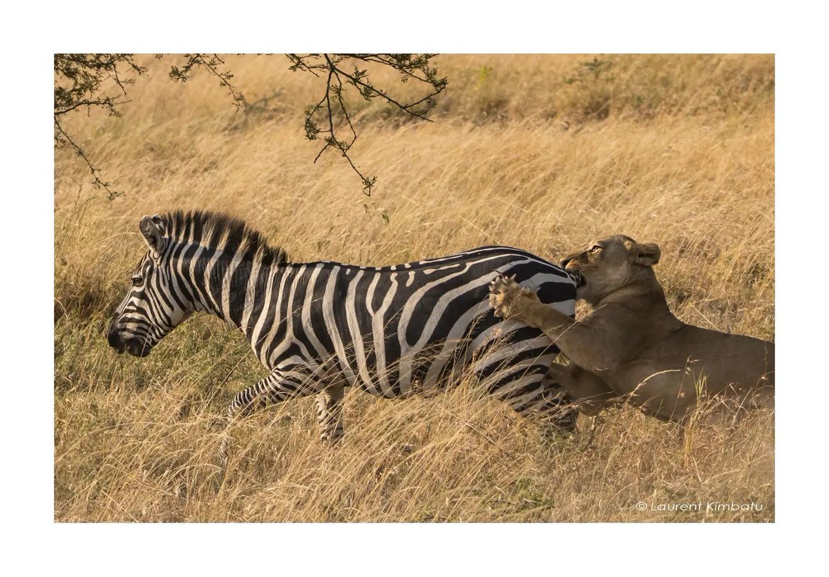 Zebras Prey