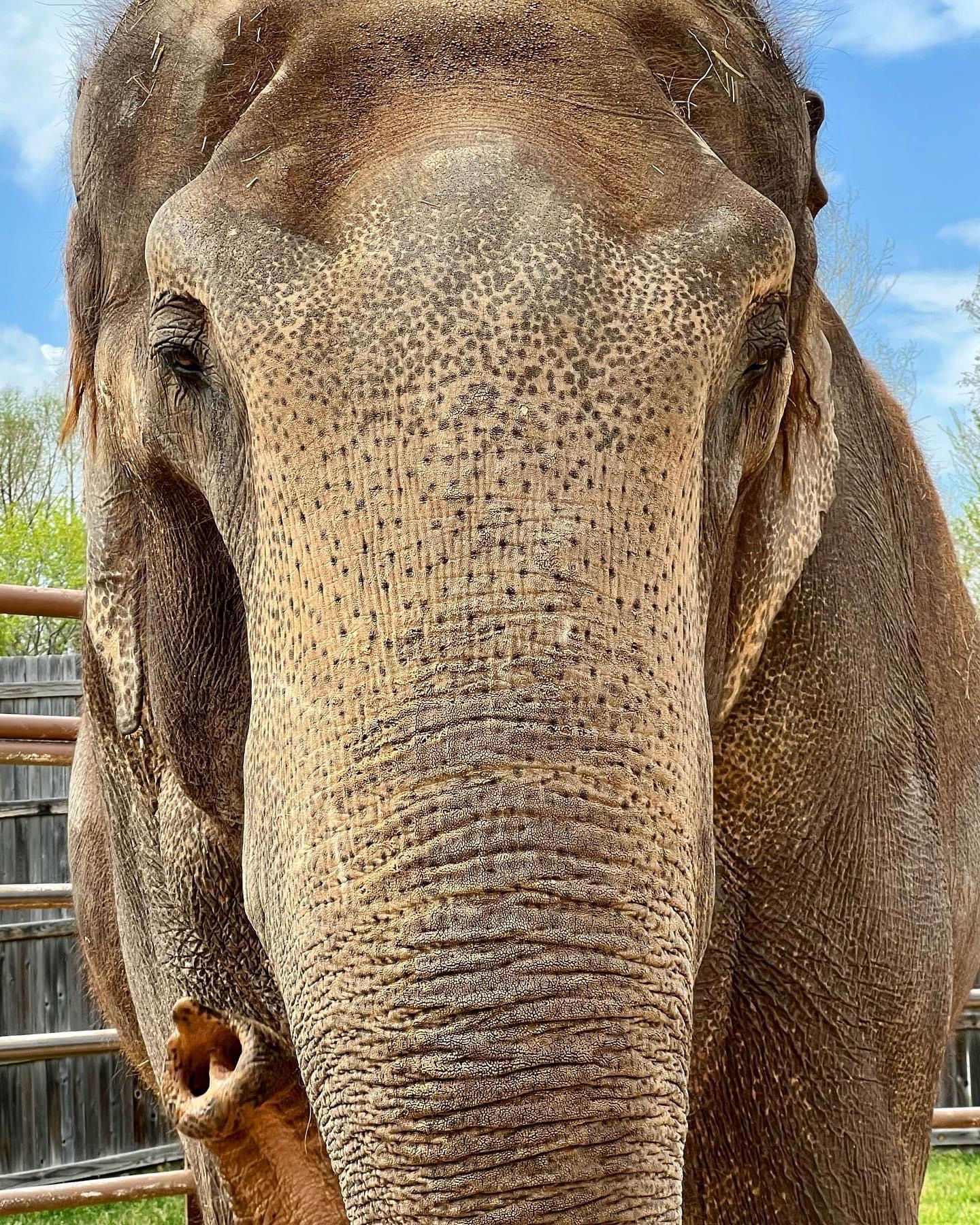Asian Elephant Face