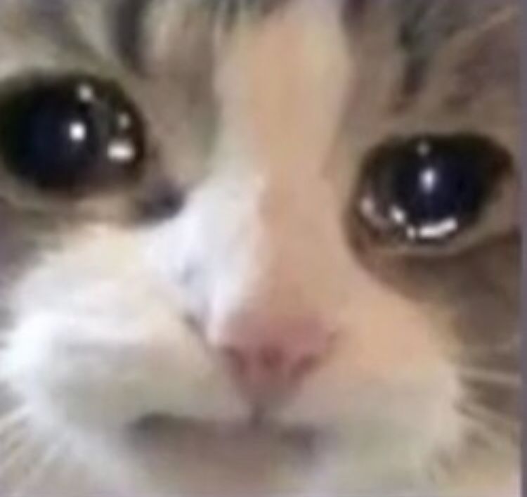 Sad Cute Cat