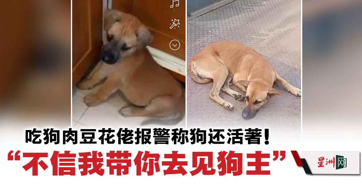 Sin Chew Daily 星洲日報 On Twitter 网民都对他的说法不买单,报案纸上不是说“狗狗逃走了”吗?为何他又说狗狗交给了