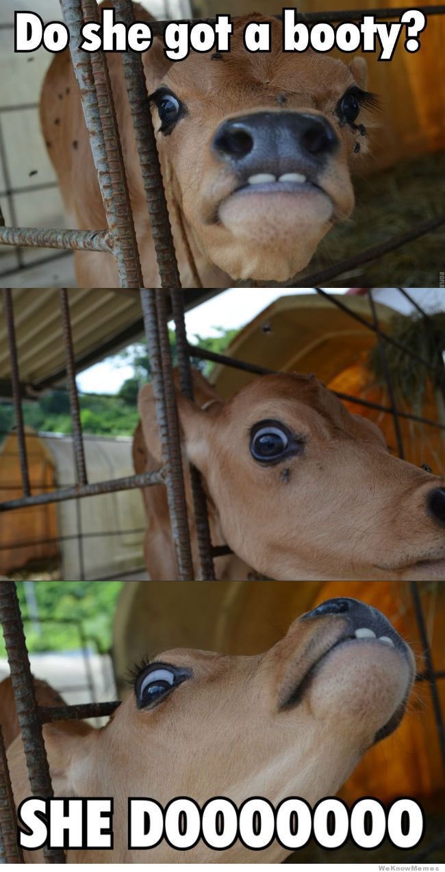 Booty Doe Memes Dat Ass Doe