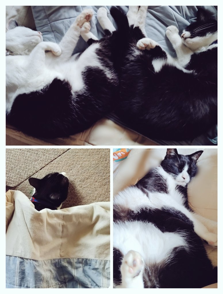 「今日何もできない…猫と一緒に寝ることしか…うわぁもふもふかわいい…… 」nacchiの漫画