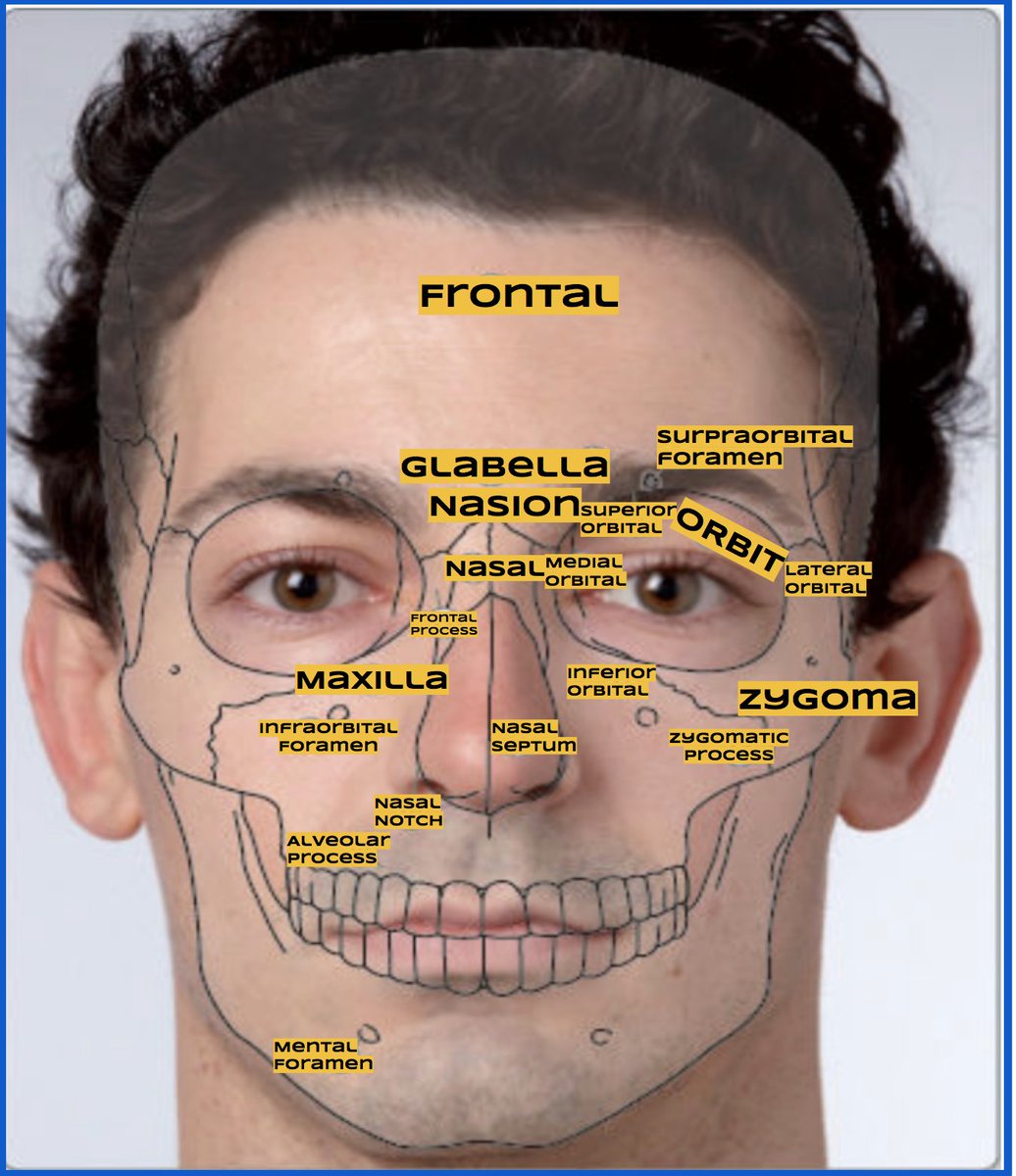 The Temple Of Face Anatomy
