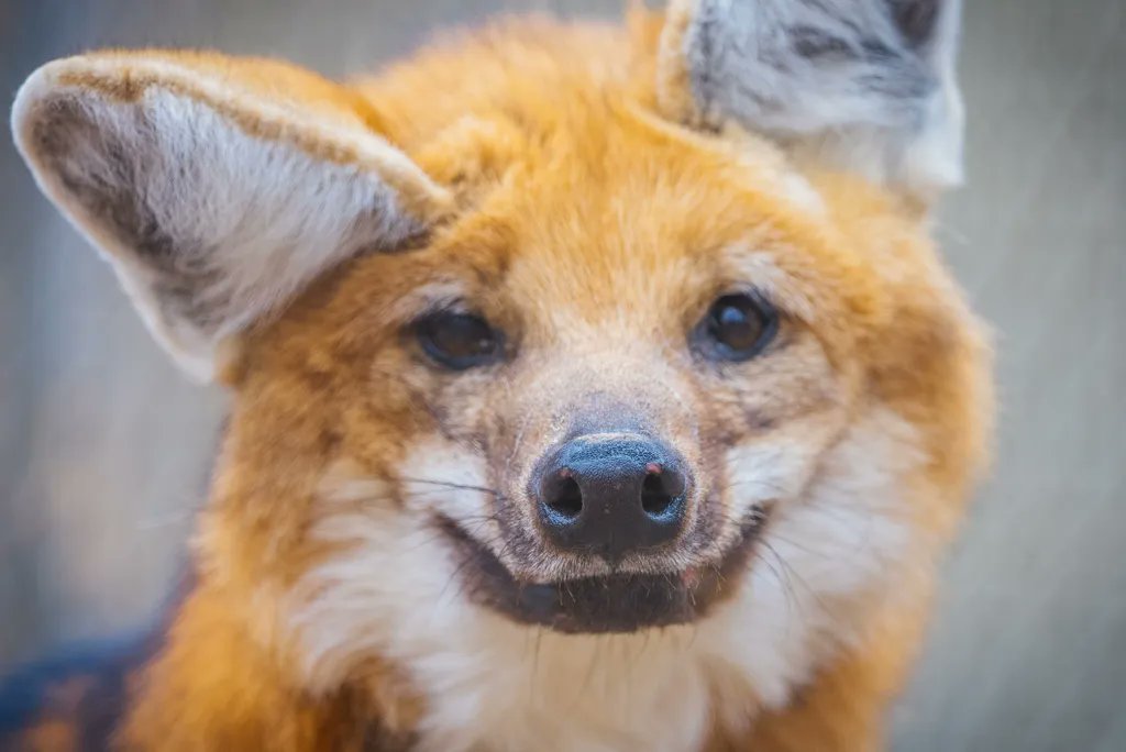 Maned Wolf Head