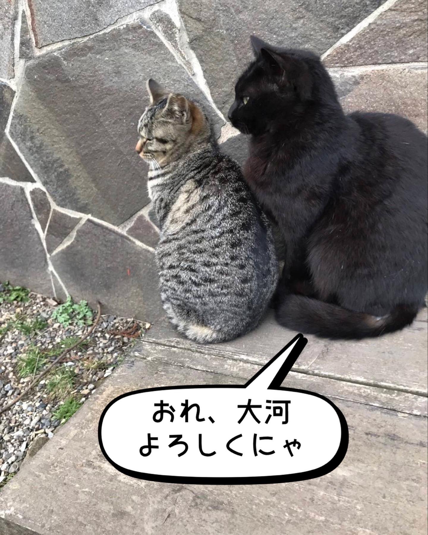 NPO法人 函館 地域猫・TNR活動 「陽だまり」 on Twitter: "「大河」 ・性別 オス ・体型 小柄で華奢 ・性格 争いごとが嫌いで面倒見の良い兄貴肌 ・特徴 尻尾の先が曲がって ...