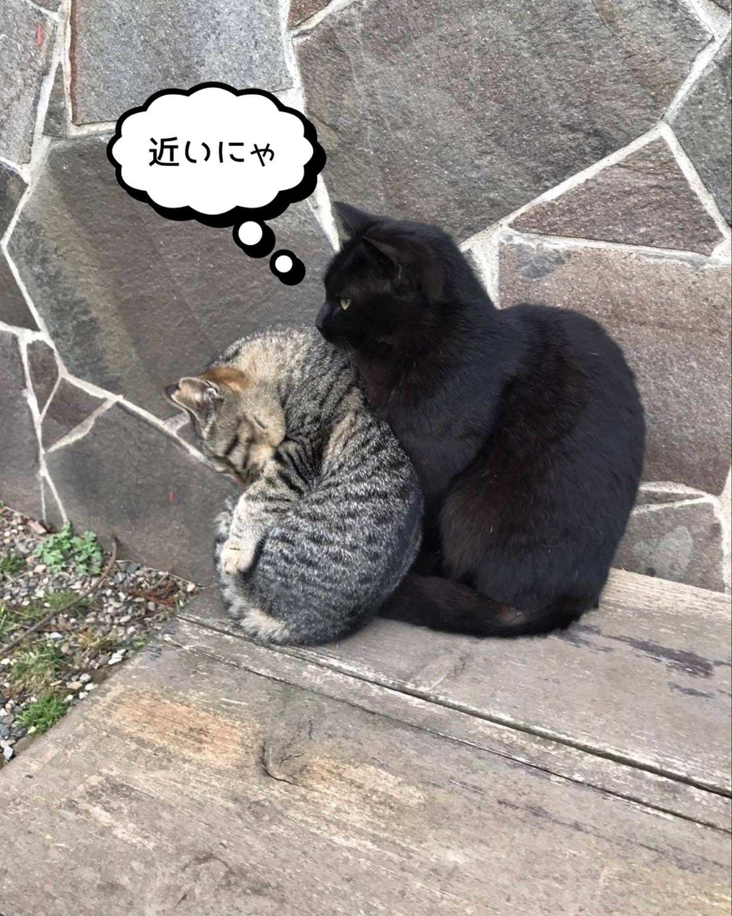 NPO法人 函館 地域猫・TNR活動 「陽だまり」 on Twitter: "「大河」 ・性別 オス ・体型 小柄で華奢 ・性格 争いごとが嫌いで面倒見の良い兄貴肌 ・特徴 尻尾の先が曲がって ...