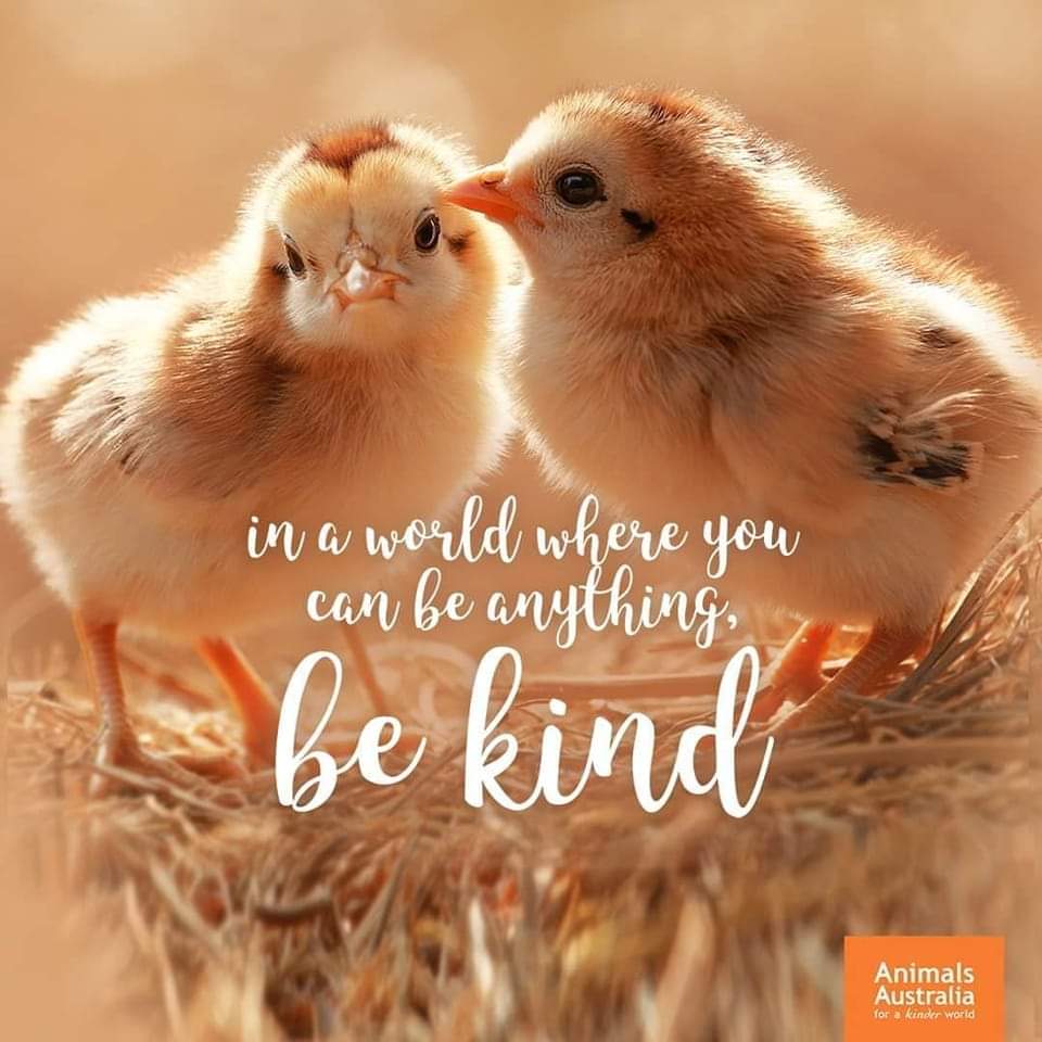 Cute Baby Animal Quotes