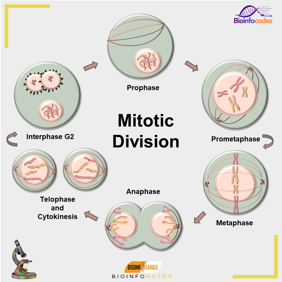 Mitosis Prophase Metaphase Anaphase Telophase