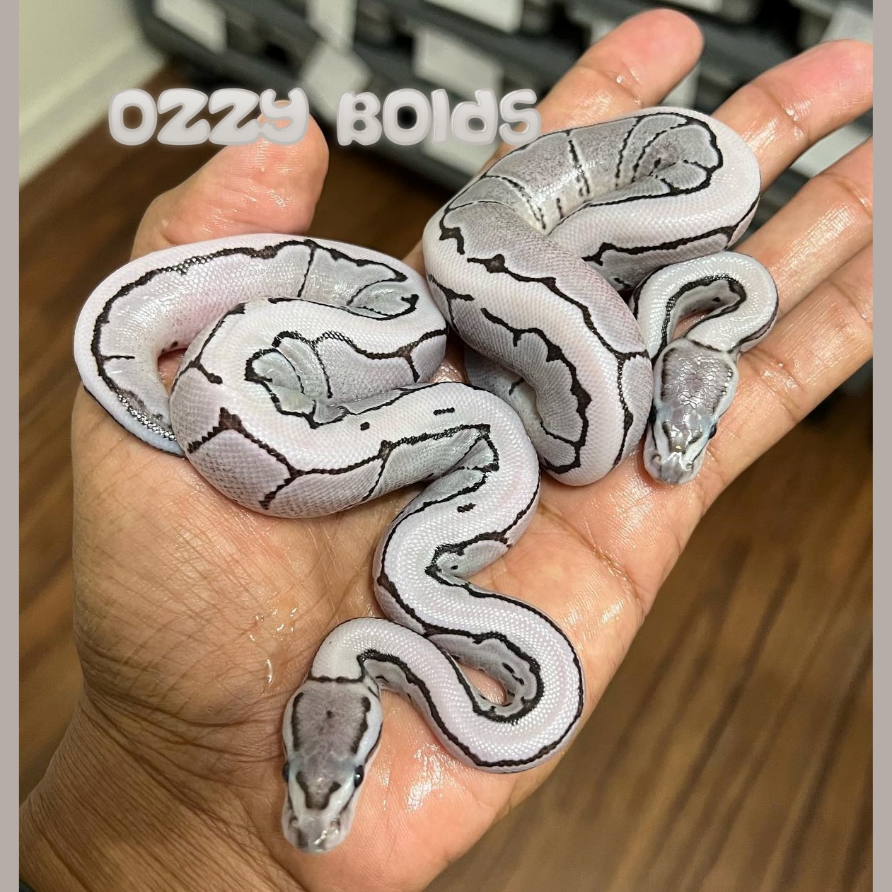 VPI Axanthic Desert Ghost Spider Ball Python By Fireball, 48% OFF VPI Axanthic Desert Ghost Spider Ball Python By Fireball, 48% OFF