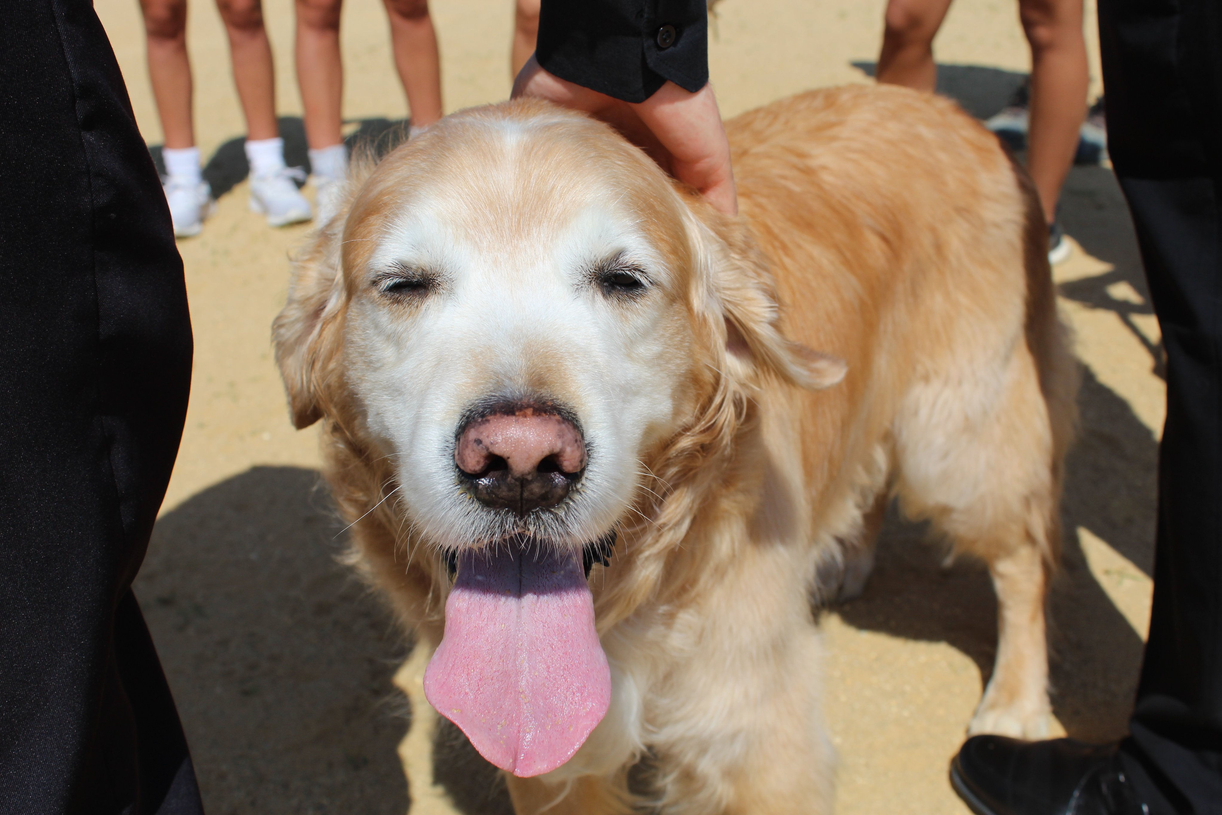 Rev Brown Elementary on Twitter: "Meet Sir Lancelot Blaise Jenkins, also known as Lance, the ...
