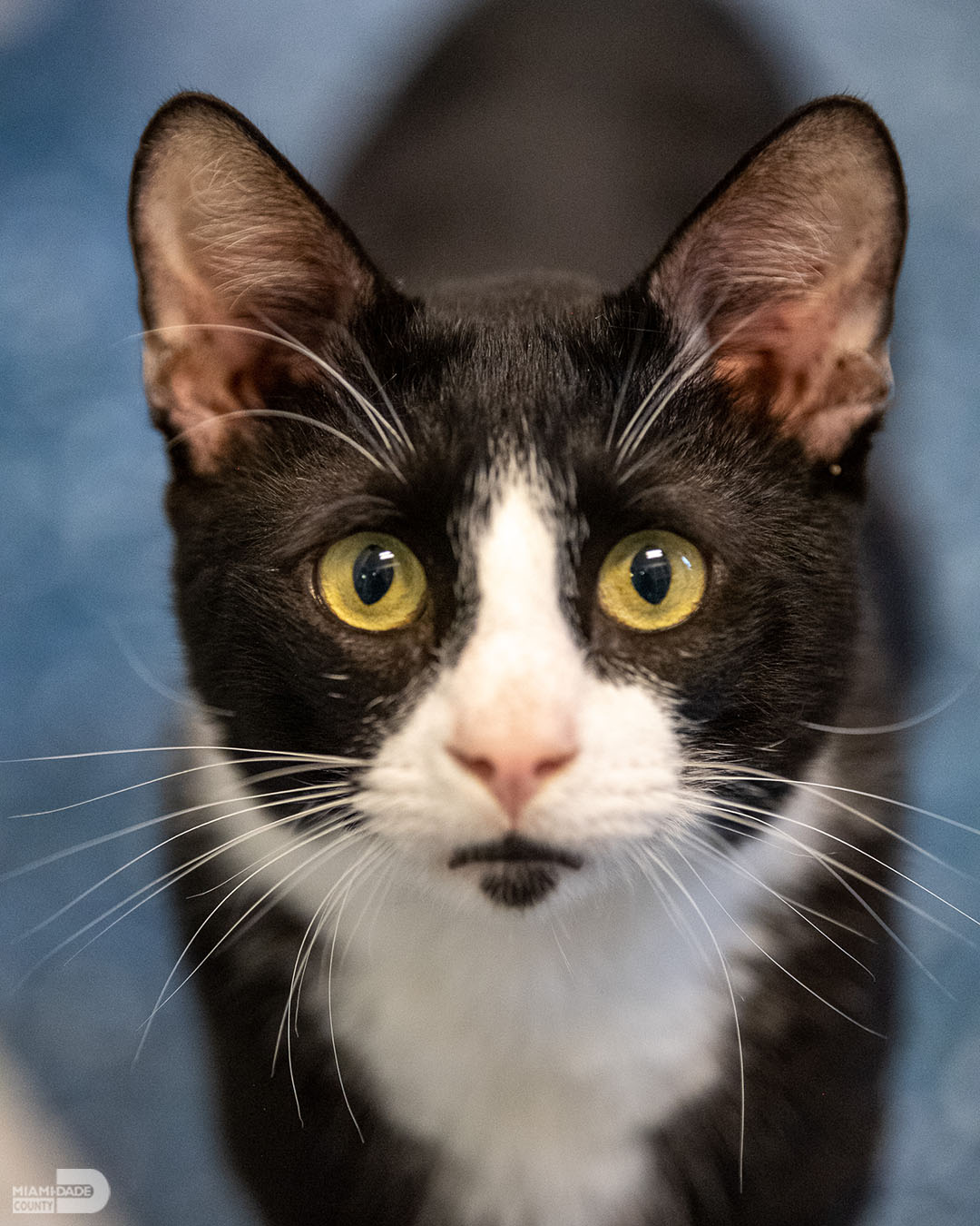 Black And White Cat With Brown Eyes