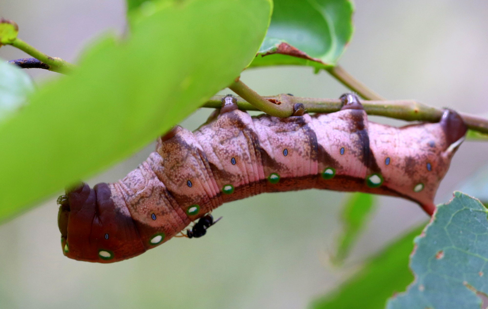 Largest Caterpillar In The World