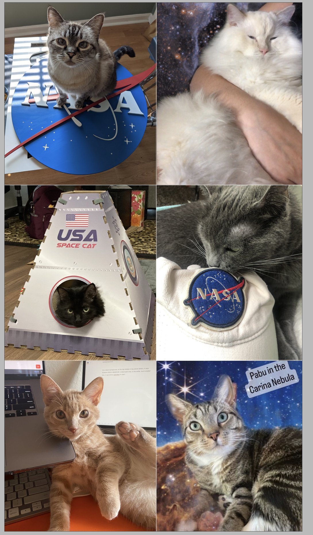 Nasa Cat