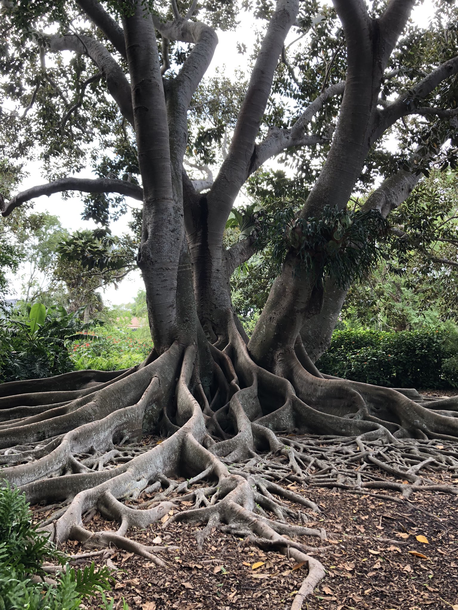 Ficus Tree Roots