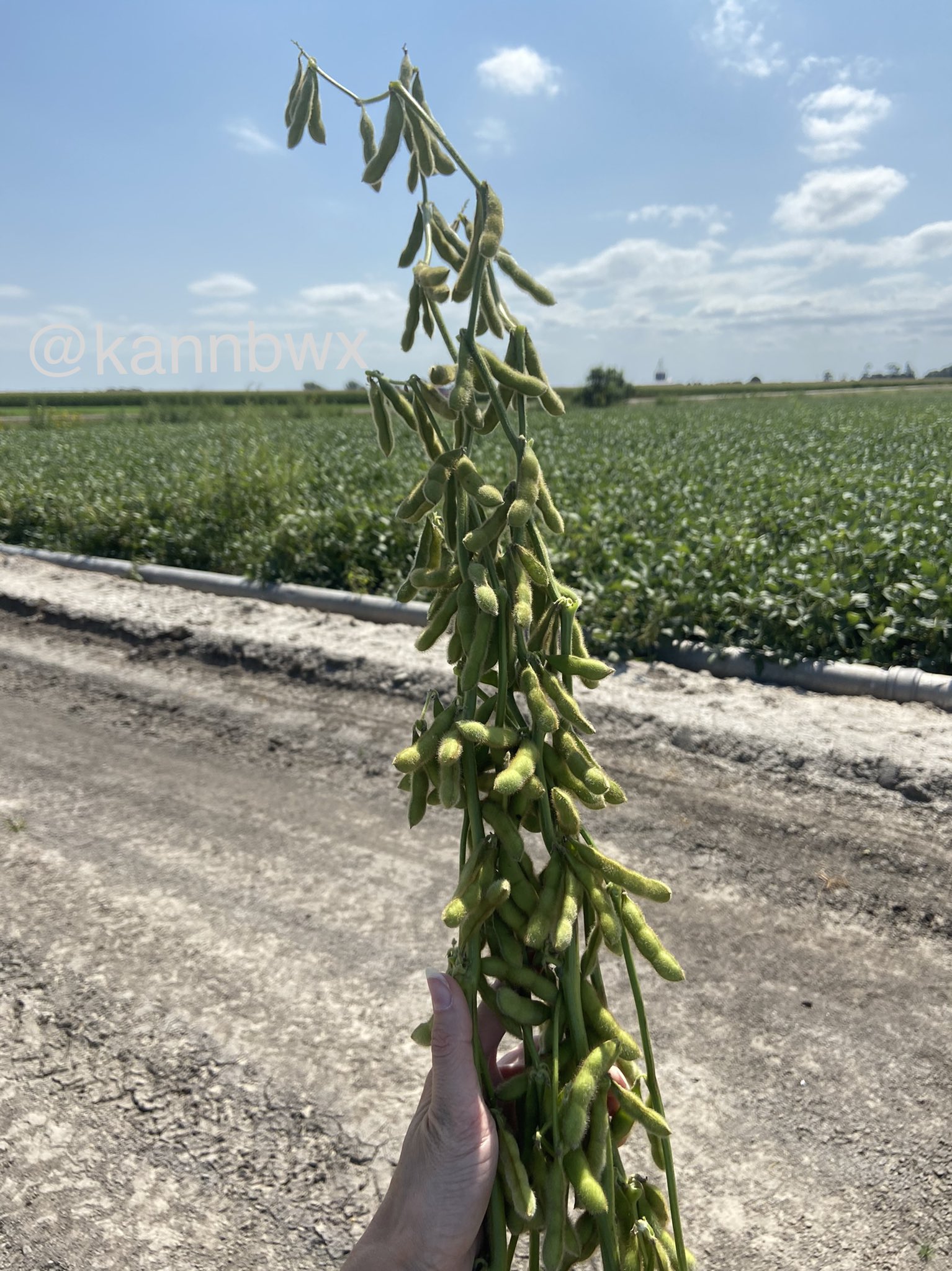 Single Soybean Pod