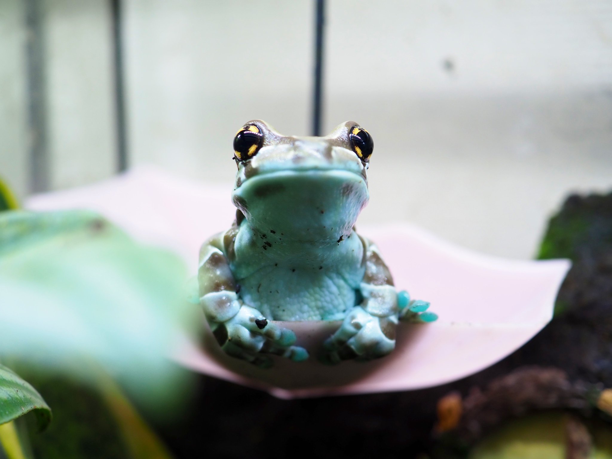 ぴよ@カエルと暮らす on Twitter: "これはご飯を期待してる顔 https://t.co/BfspnVnv5M" / Twitter