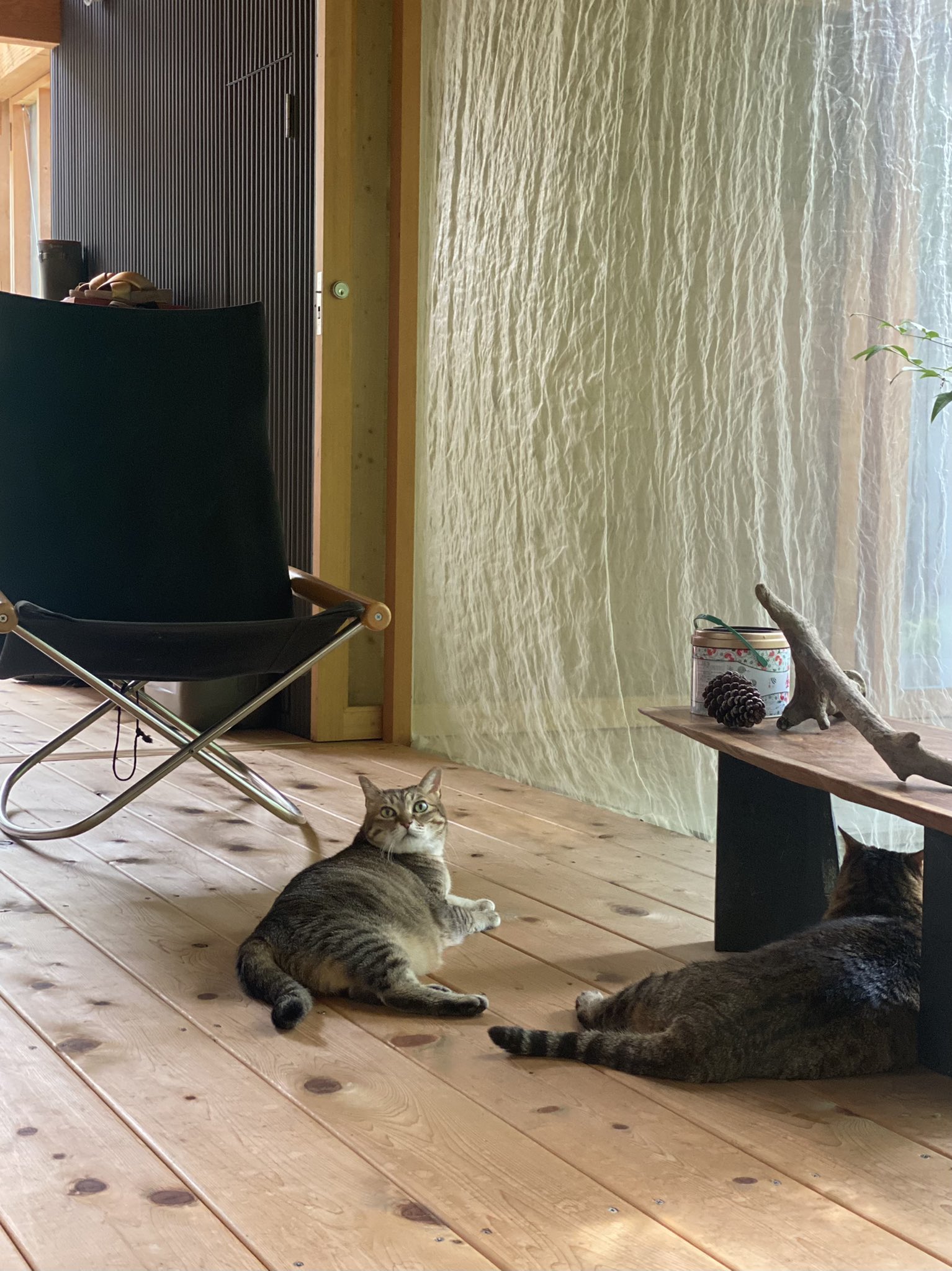 atsu_sasa on Twitter: "https://t.co/9PTsyS6Ngu" / Twitter