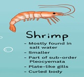 Katalyst Wealth on Twitter: "What are Shrimps? Invertebrate marine animal with an elongated body ...