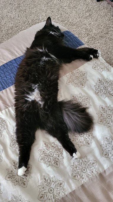 TW Pornstars - The 1 & Only Syren De Mer. The latest pictures and ...