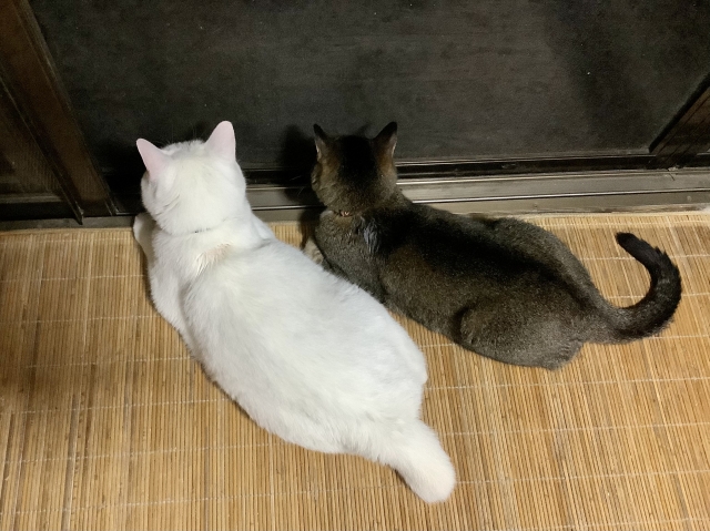 ヤム蔵脳梗塞手術後1年8ヵ月&ねこあつめ開始1年 On Twitter Rt Nekonekobu 全国のにゃるそっく隊員のみにゃさま、今日もおつかれさまですっ お盆も警備
