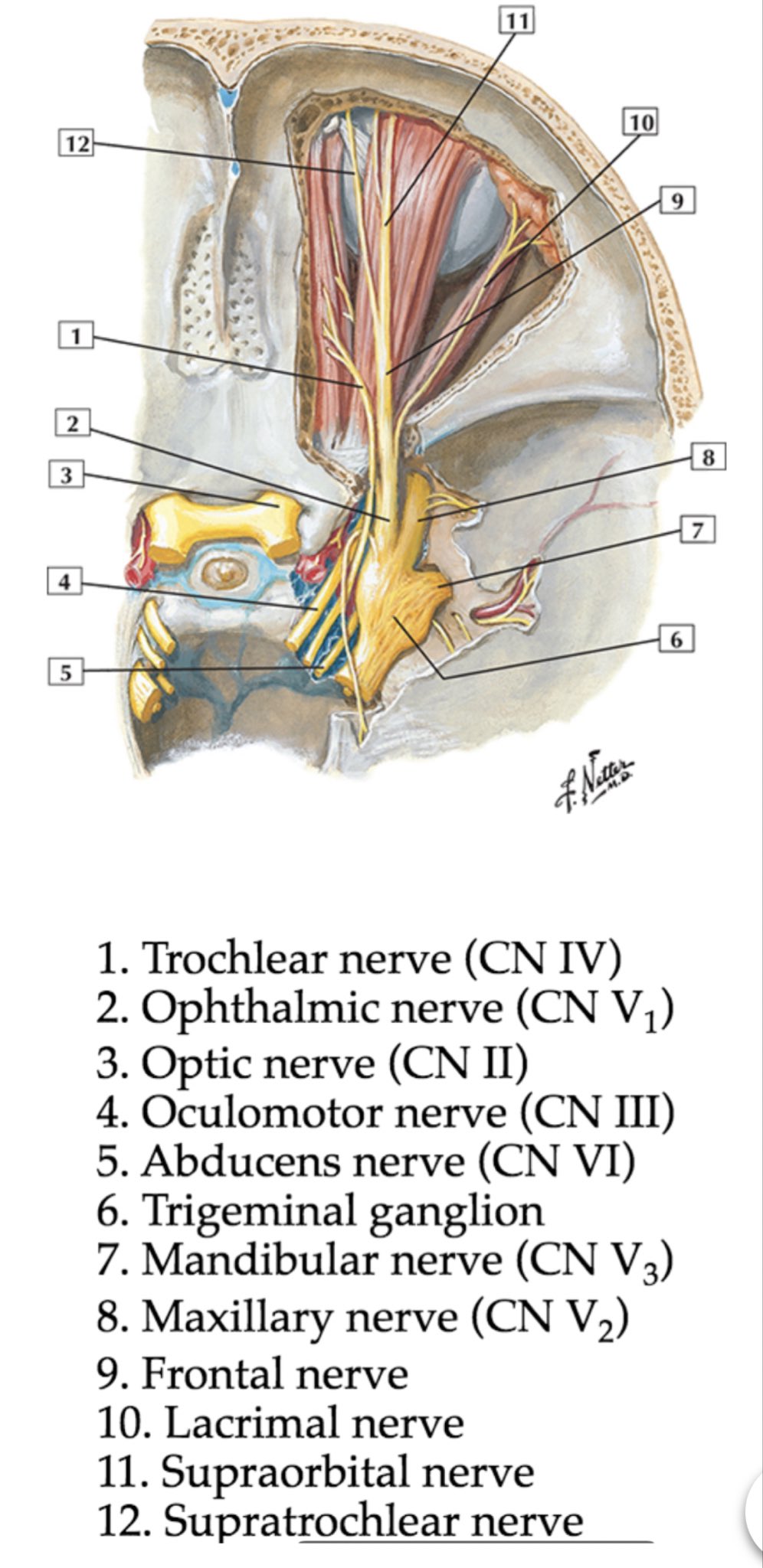 Cranial Nerves In An Orbit