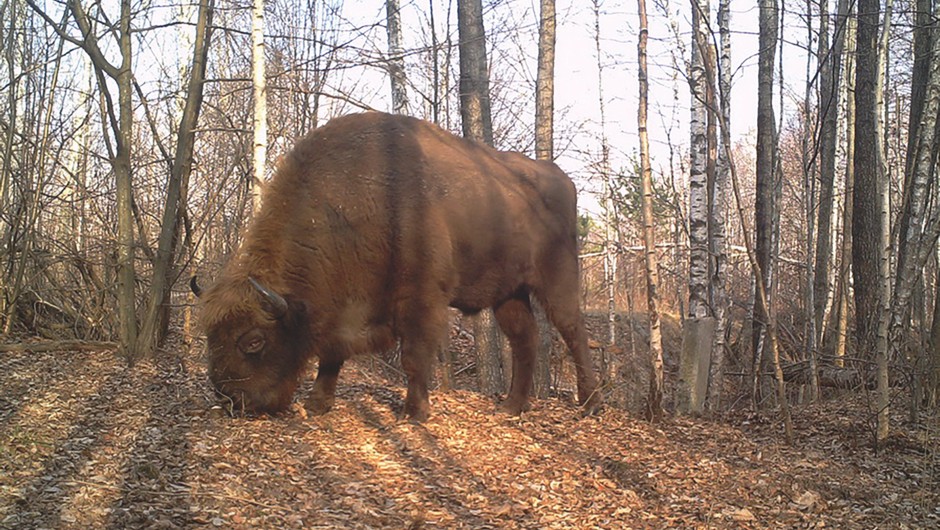 WHAT ABOUT CHERNOBYL? Chernobyl the accident shows that, even in a ...