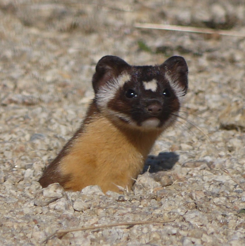 California Weasel