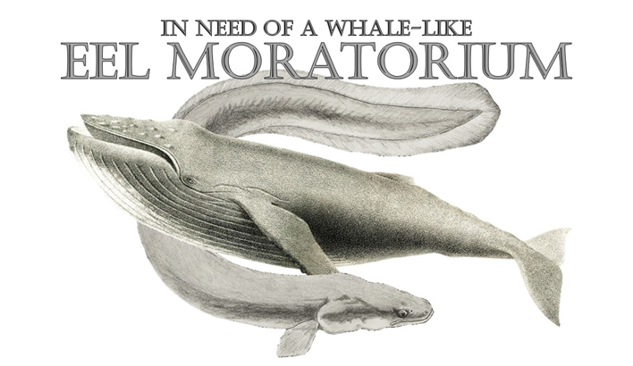 Whale Eel The Eel Beast (Free Willy Animated, No 4) By Carol Thompson