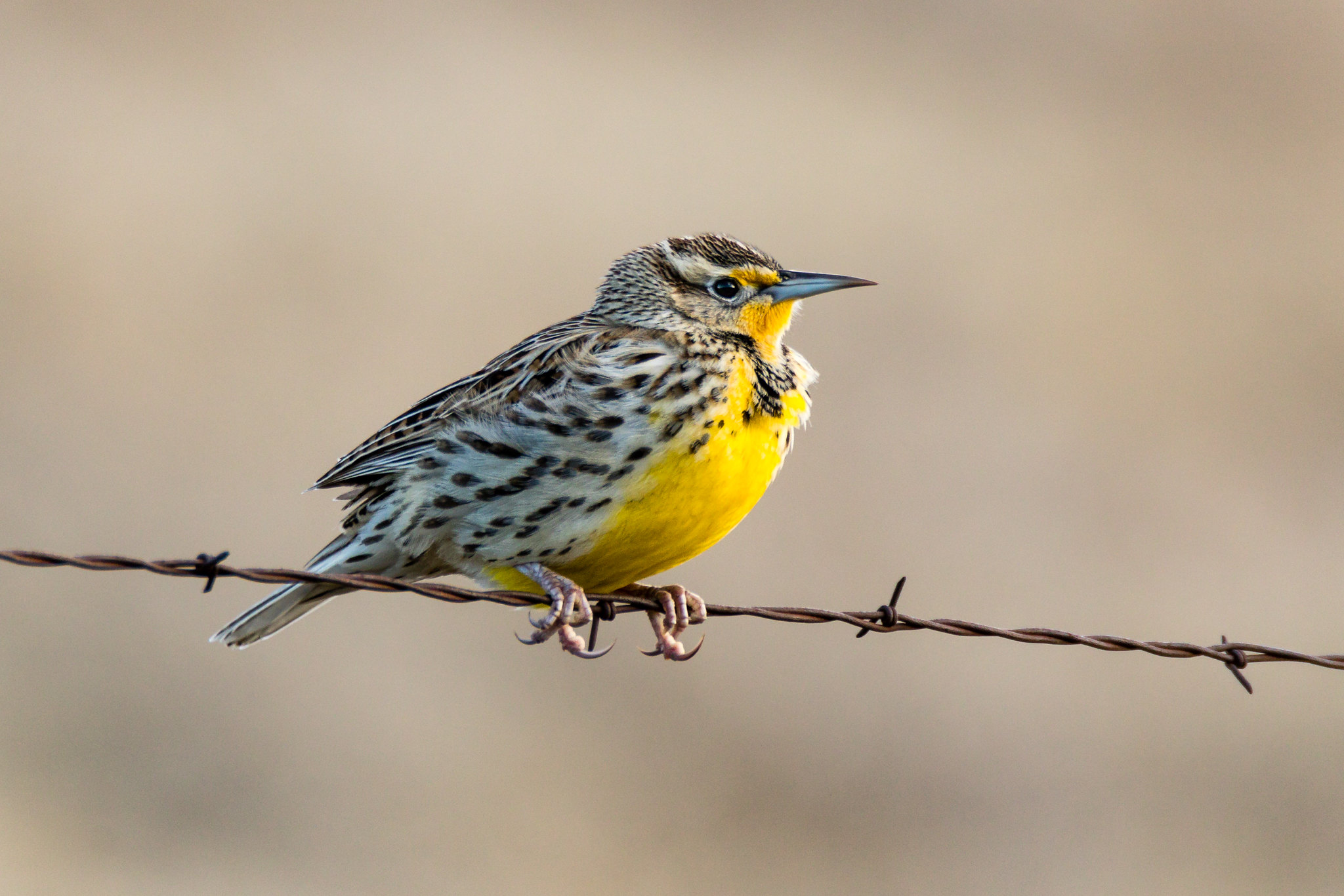 Oregon State Bird OREGON BIRD AND FLOWER Postcard Set Of 20 Identical