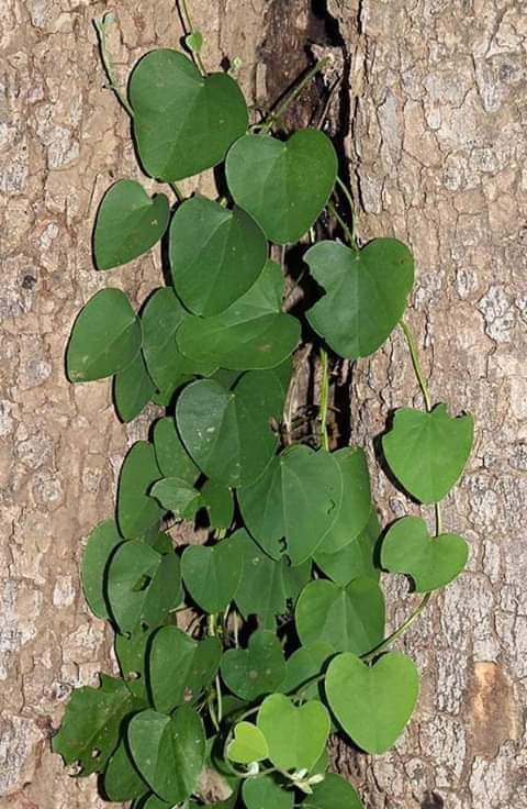 Fertility Leaf #CissampelosMocruna * Its a very good fertility herb for ...