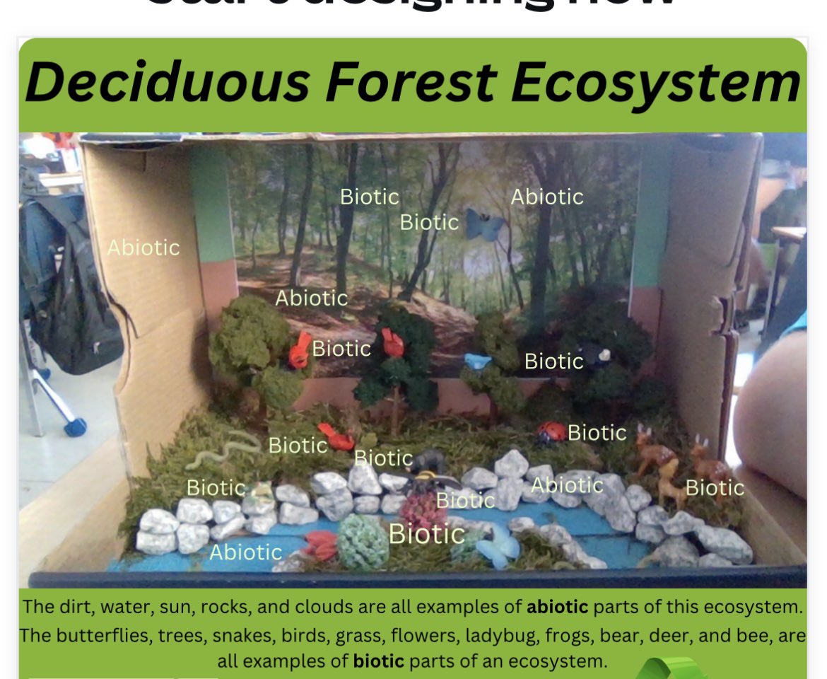 Forest Ecosystem Diorama Our Rainforest Diorama For Kindergarten! We