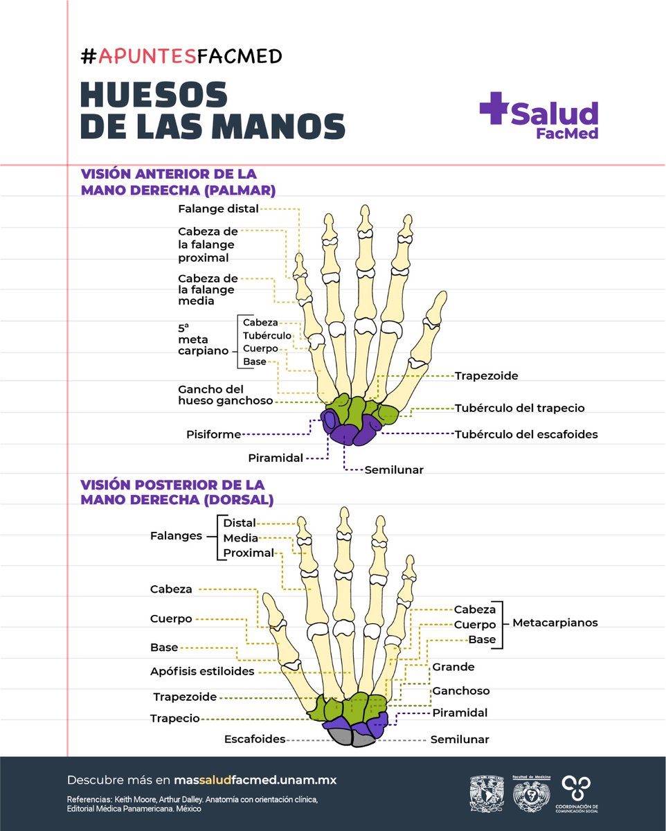 Huesos De La Mano Derecha Laceración De Tendón Care Guide
