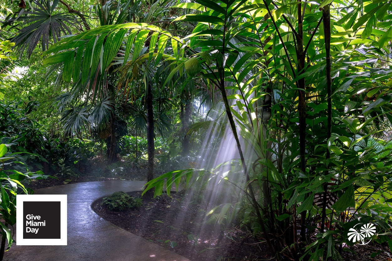 Most Beautiful Rainforest Orangutan And Wildlife Corridor Conservation