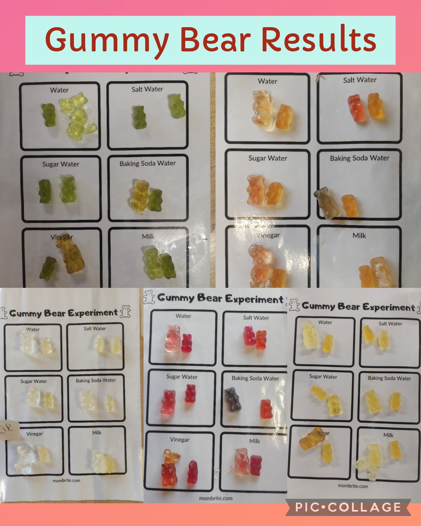 Gummy Bear Science Project Graph Mean Absolute Number Of Gummy Bears