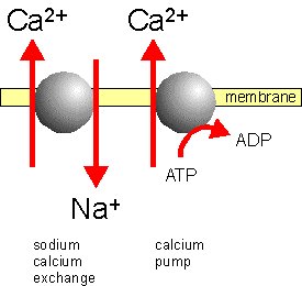 Sodium - Calcium Channel - NaCX: This channel ensures calcium does not ...