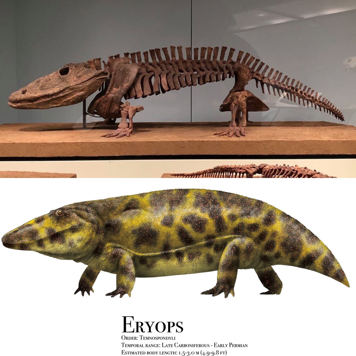 Eryops Skeleton Fossil Amphibian Collection | Natural History Museum