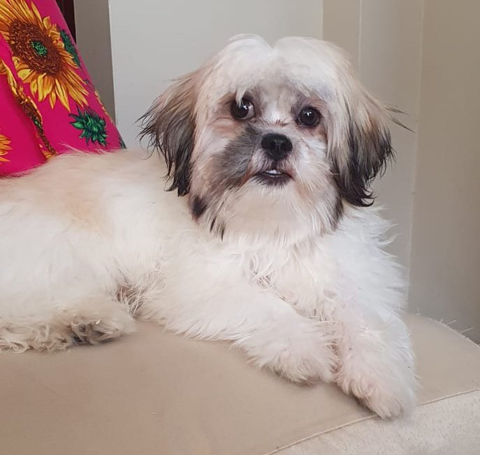 Perro Benji Que Raza