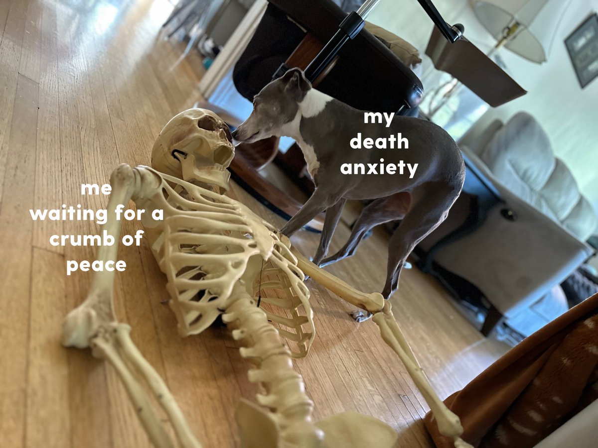 Dog Skeleton Memes Skeleton Dog, And Cat Fight Coub