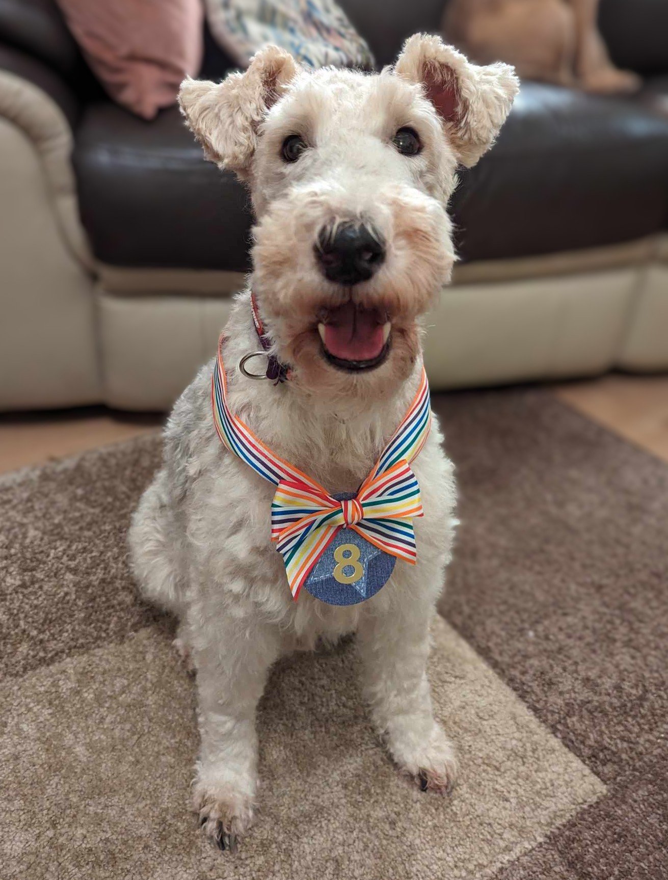 Que Comen Los Foxterriers