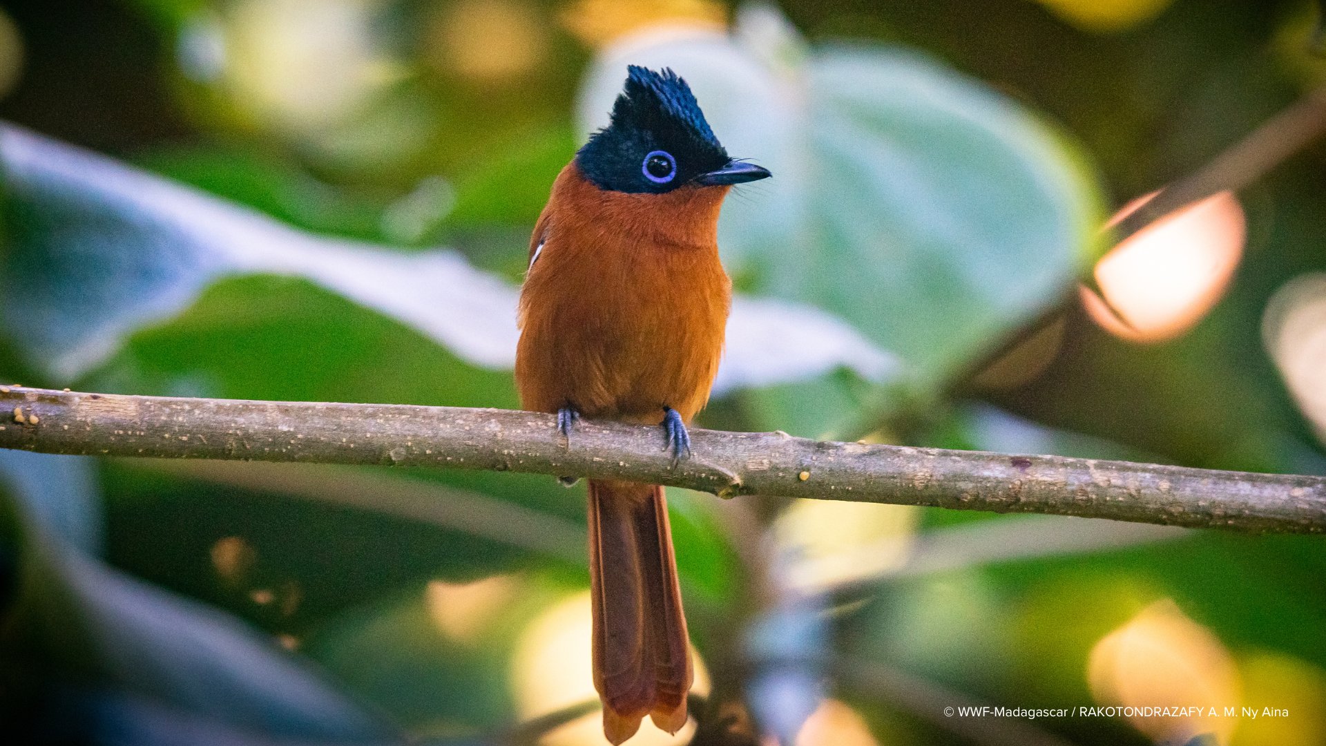 Wwf Wallpaper Animals