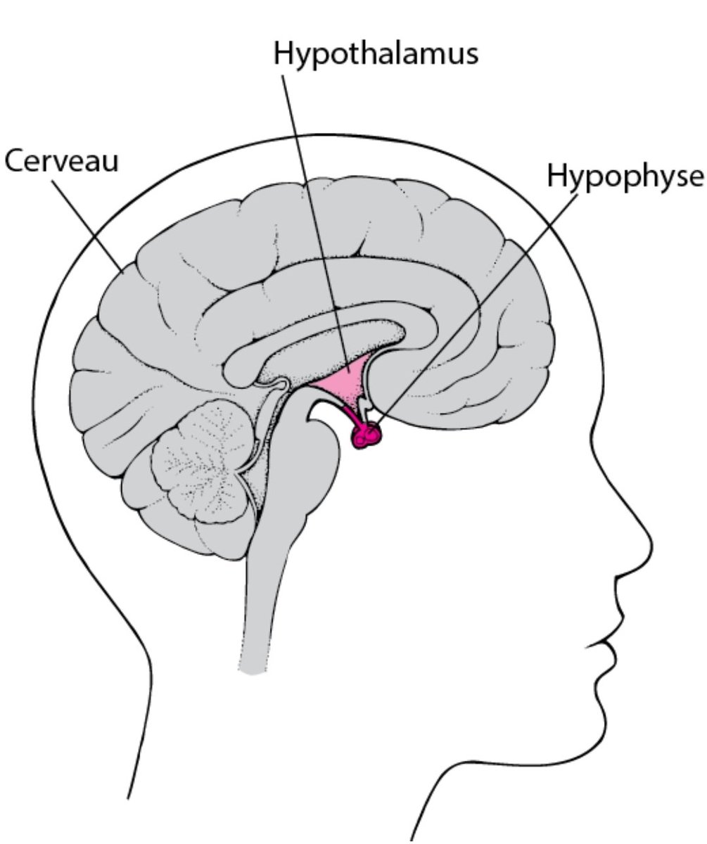 Info utile du jour en #psychiatrie: l'hyperprolactinémie en psychiatrie ...