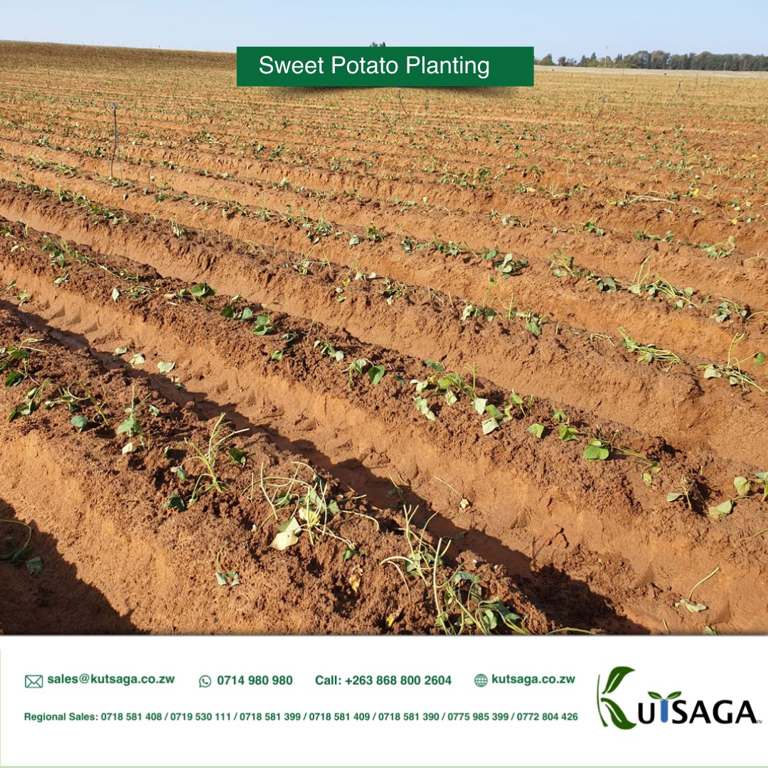 Potato Planting Spacing Survival Spuds: Building Your Own Potato Patch