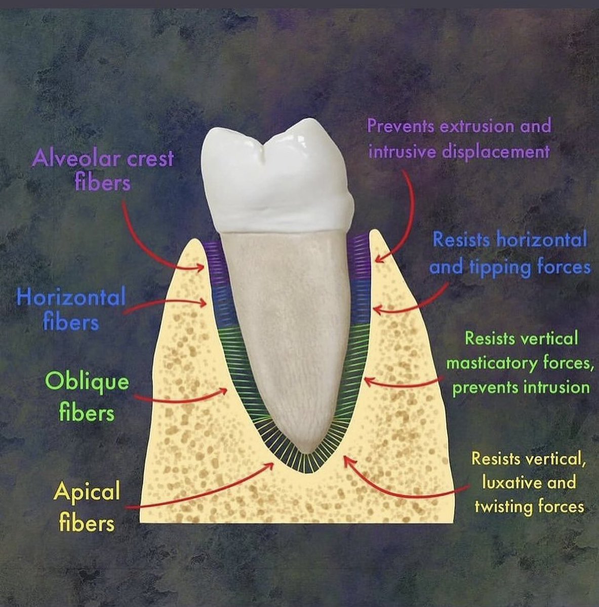 Periodontal Ligament Fibers