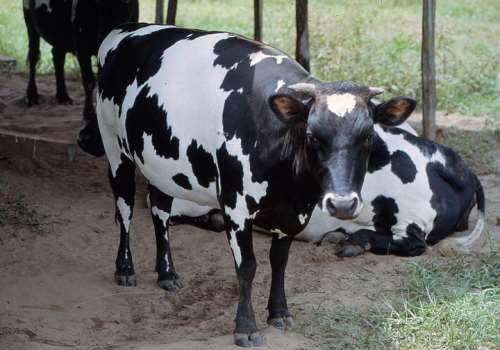 Pictures of Igbo Cows (Efi/Ehi Igbo). Three major places in Igbo land ...