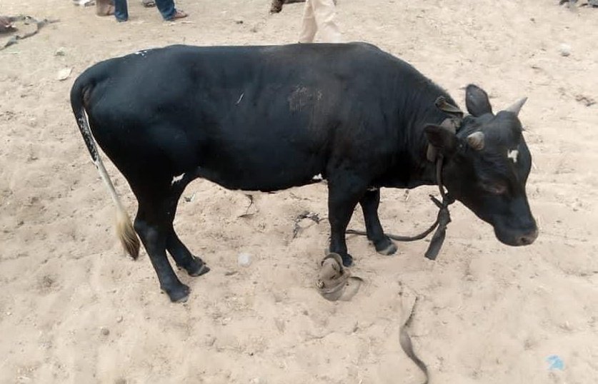 Pictures of Igbo Cows (Efi/Ehi Igbo). Three major places in Igbo land ...