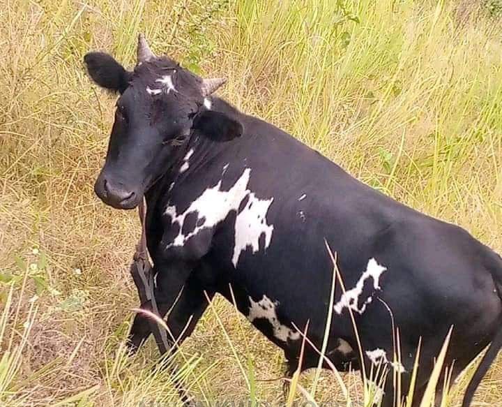 Pictures of Igbo Cows (Efi/Ehi Igbo). Three major places in Igbo land ...