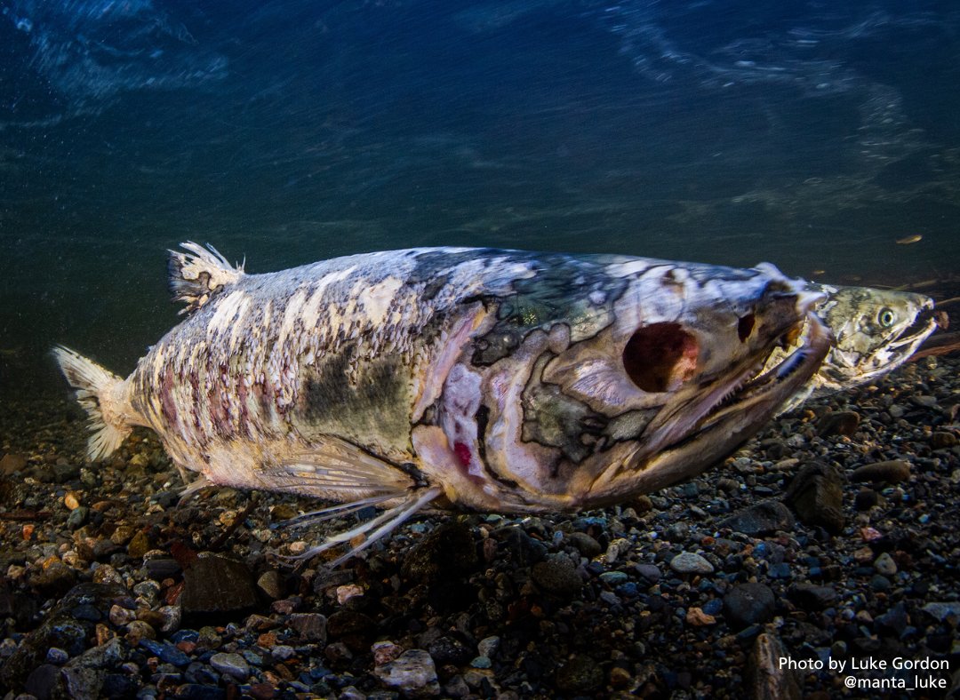 Real Zombie Fish In Ocean