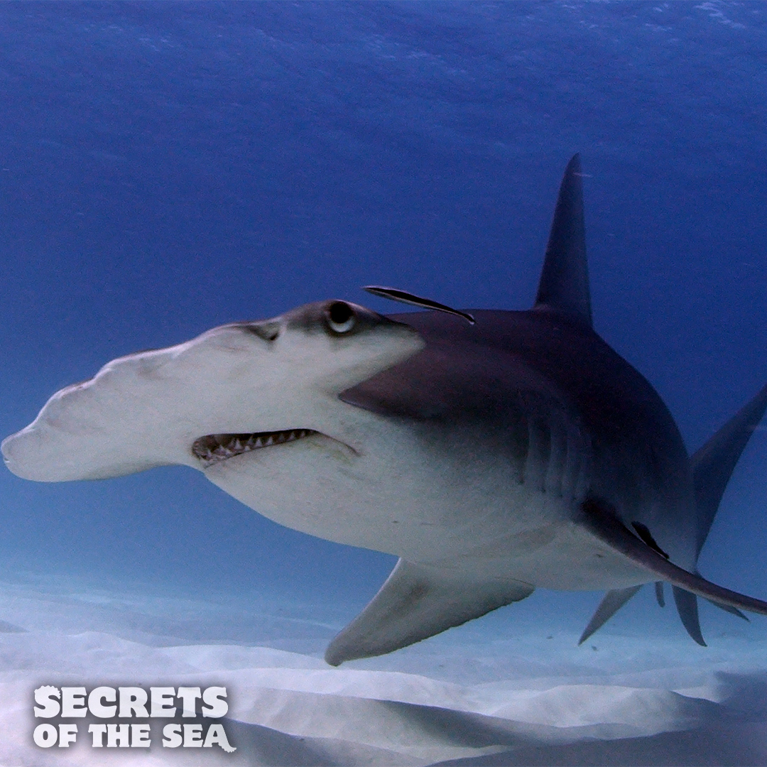 Down Syndrome Shark Cocaine Shark (2023) News IMDb