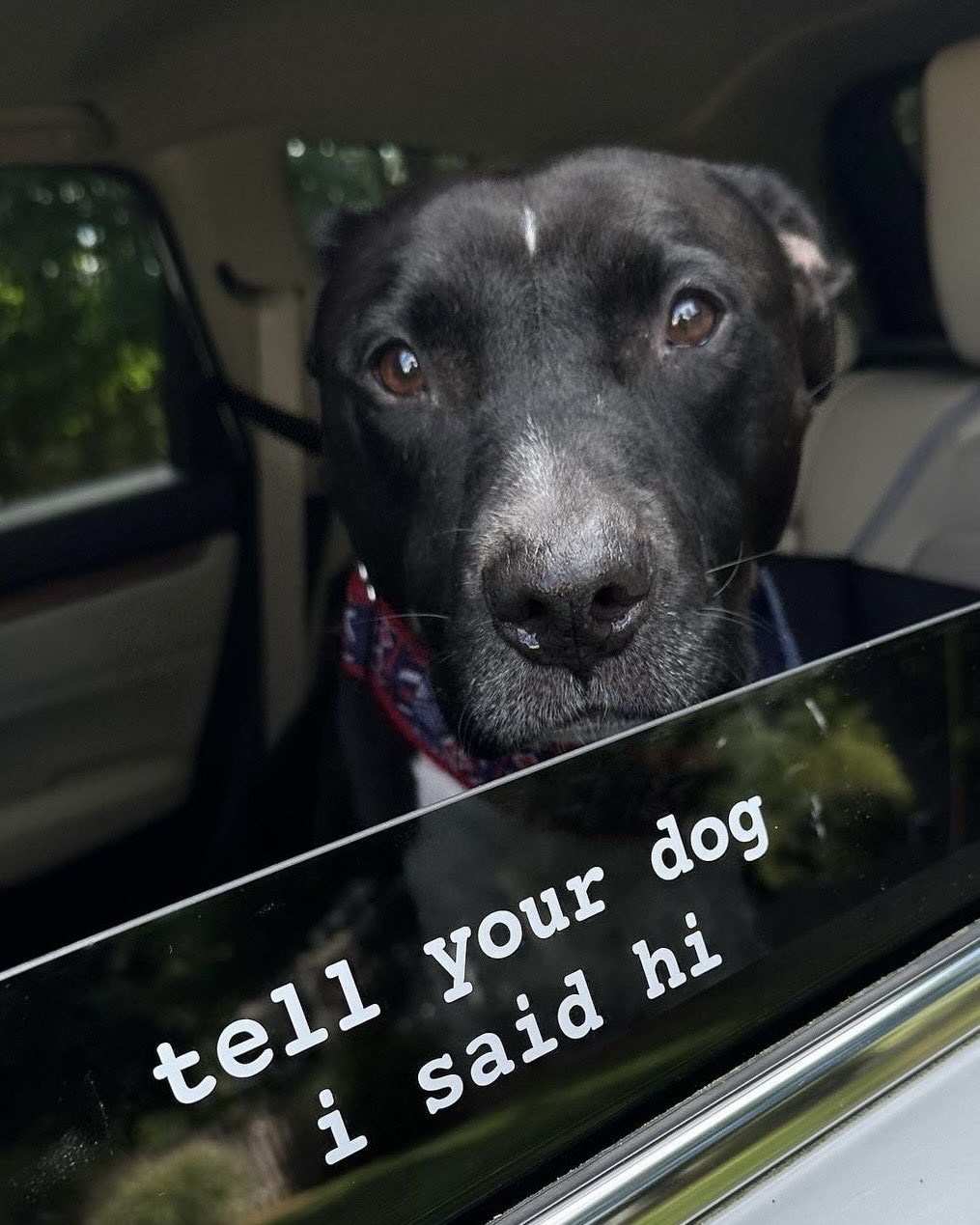 Dog Scared Face Meme