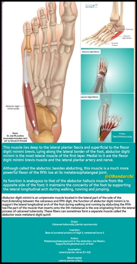 Abductor Digiti Minimi